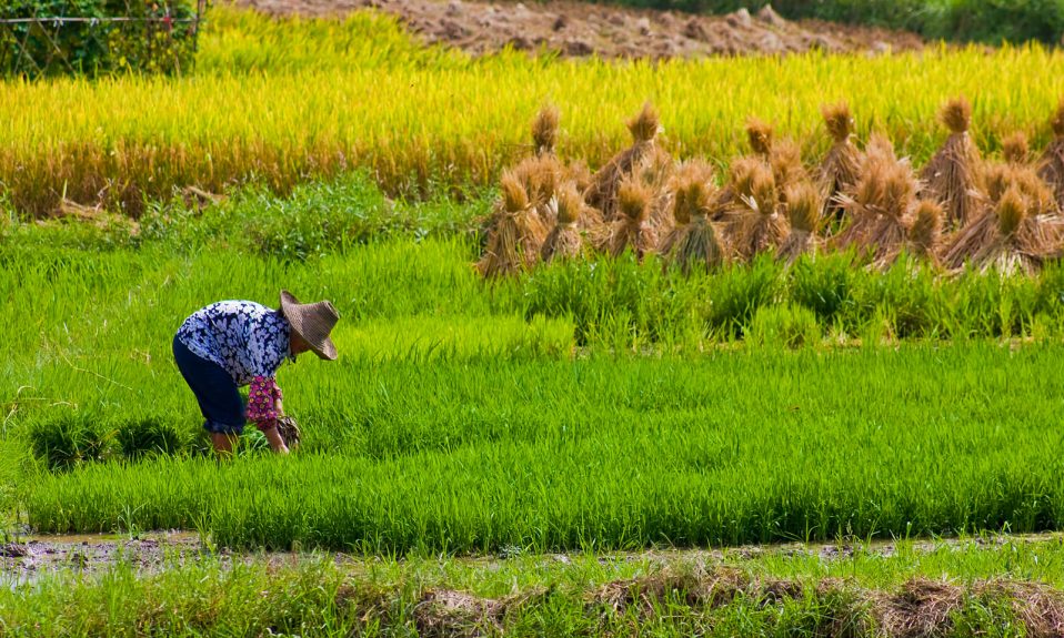 Climate change will make rice less nutritious – ICLEI – SEAS